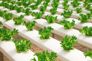 Vitamins in Plants – Botanicare