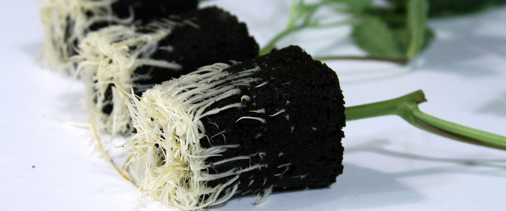 What Is Cloning? – Botanicare