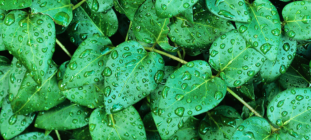 Foliar Spraying – Botanicare