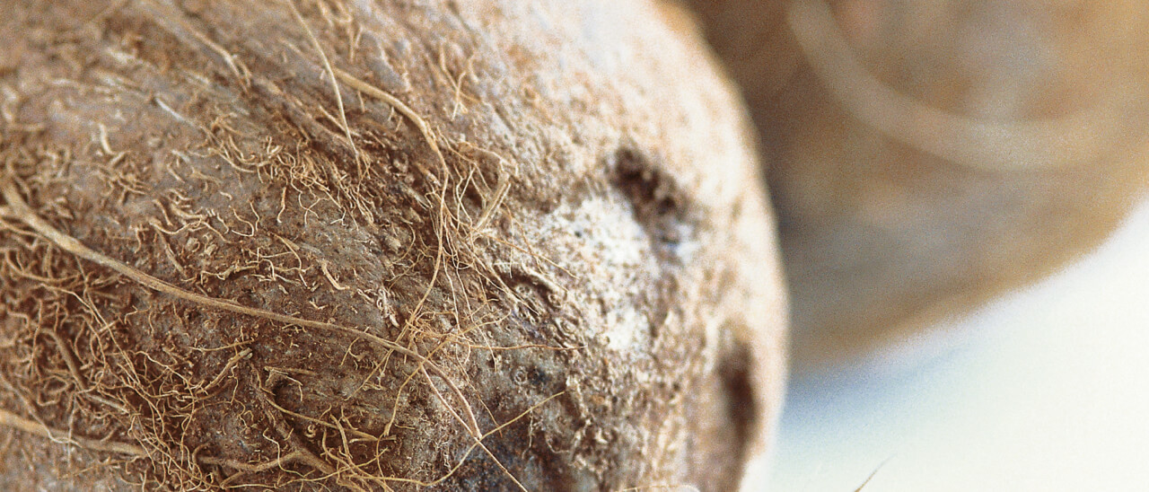 Coconut Coir, Basics and Benefits – Botanicare