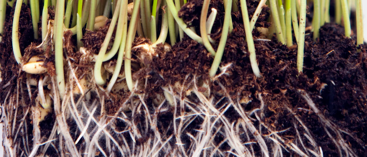 Establish and Maintain a Healthy Root Microbiome – Botanicare