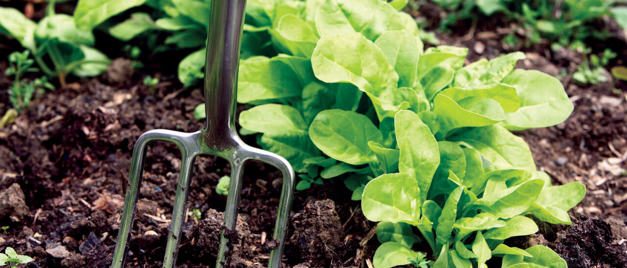 Soil Conditioning 101: Better growing through chemistry – Botanicare