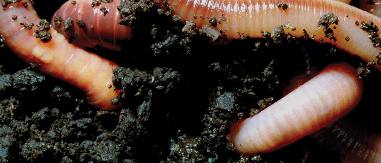 Vermicomposting: Reduce, reuse, recycle with the help of worms – Botanicare